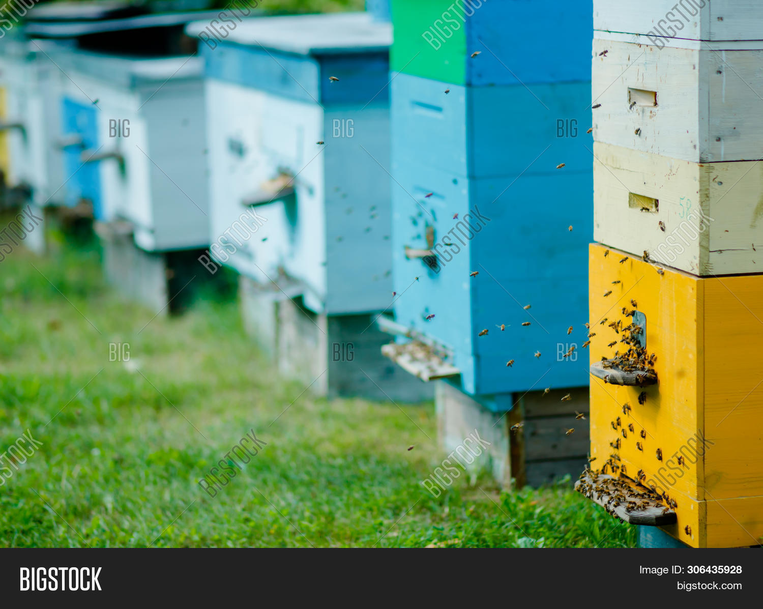 Imagen y foto Honey Bee Hives (prueba gratis) | Bigstock