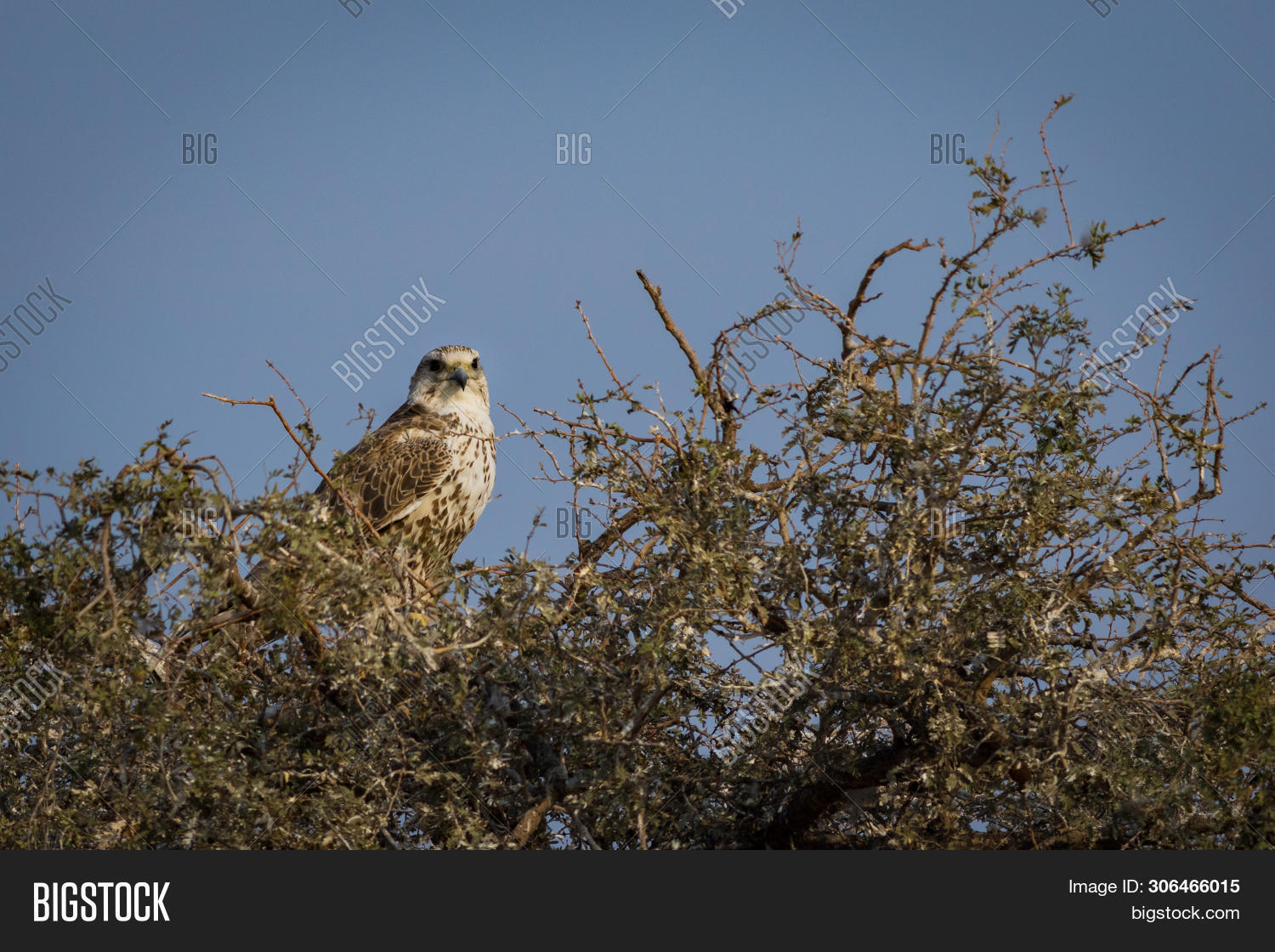 Rare Bird Saker Falcon Image & Photo (Free Trial) | Bigstock