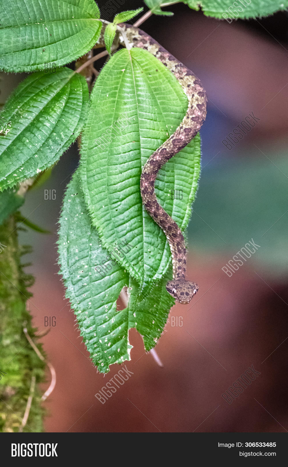 Bothriechis Lateralis Image & Photo (Free Trial) | Bigstock