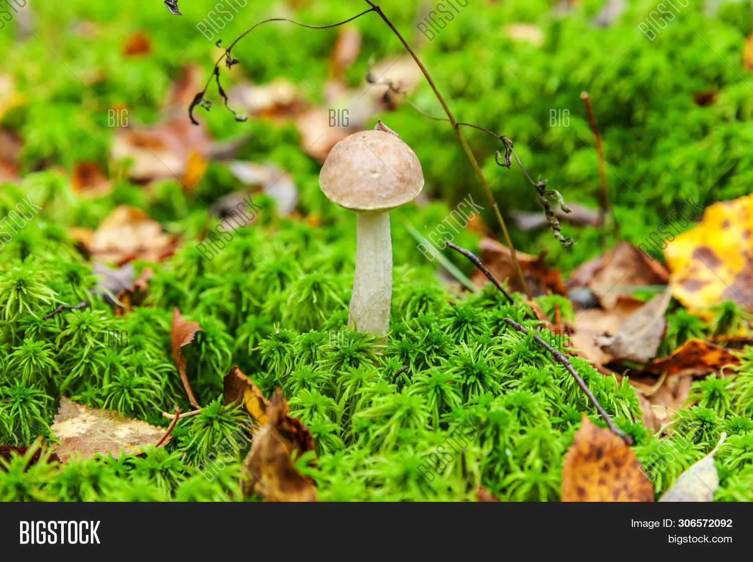 Edible Small Mushroom Image & Photo (Free Trial) | Bigstock