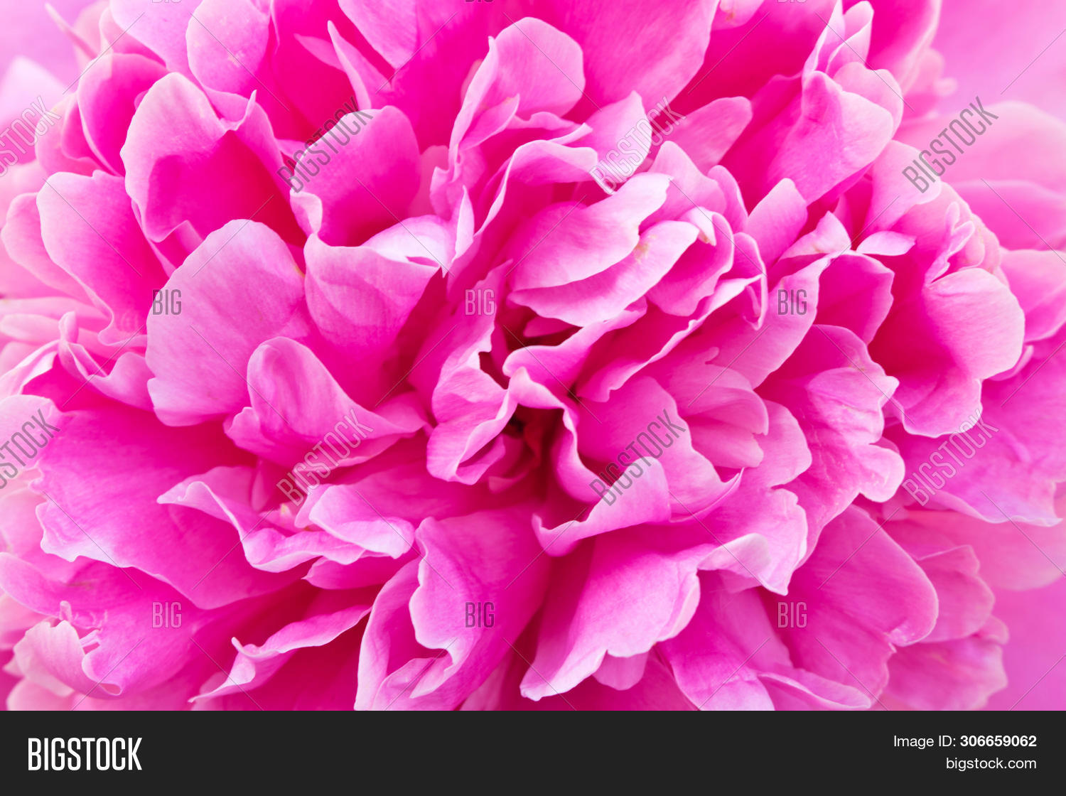 Bud Peony. Open Peony Image & Photo (Free Trial) | Bigstock