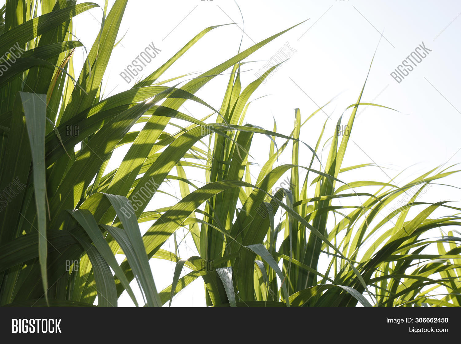 Sugar Cane Leaf Green Image & Photo (Free Trial) | Bigstock