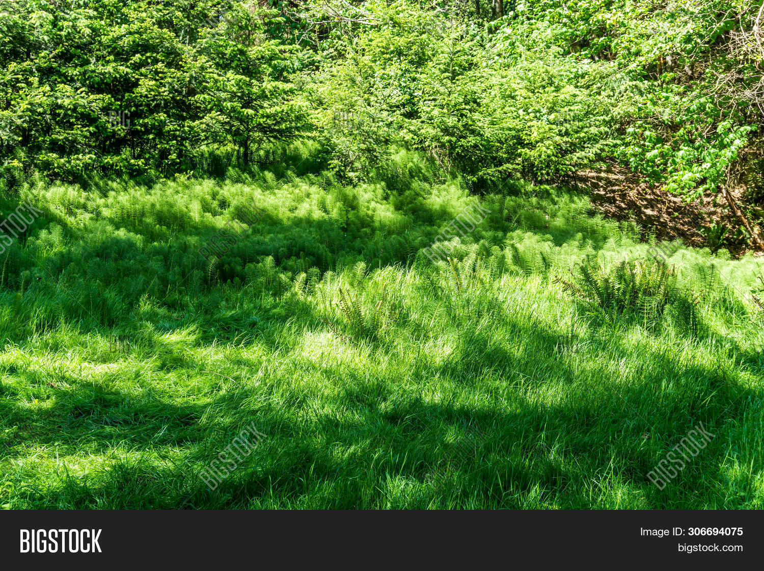 Grass Ferns Create Image & Photo (Free Trial) | Bigstock