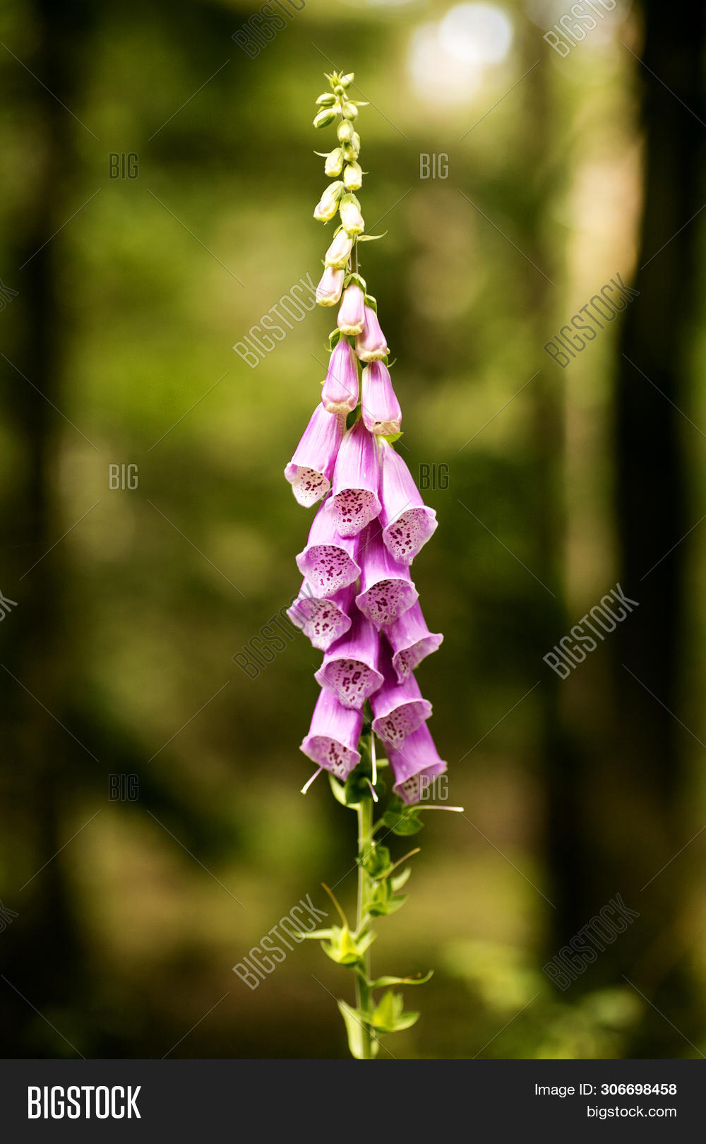 Wild Flower Digitalis Image & Photo (Free Trial) | Bigstock