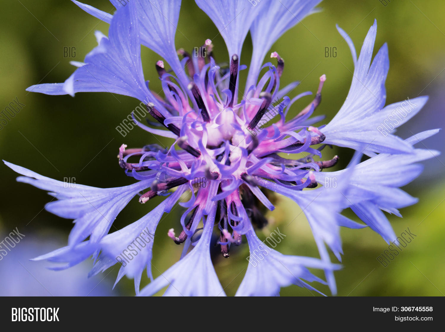 Blue Bachelor Button Image & Photo (Free Trial) | Bigstock