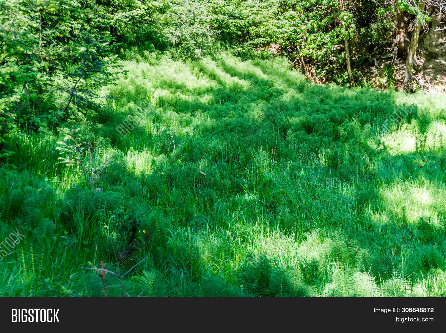 Grass Ferns Create Image & Photo (Free Trial) | Bigstock