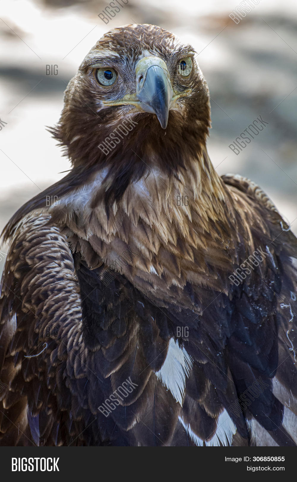 Eagle, Diurnal Bird Image & Photo (Free Trial) | Bigstock