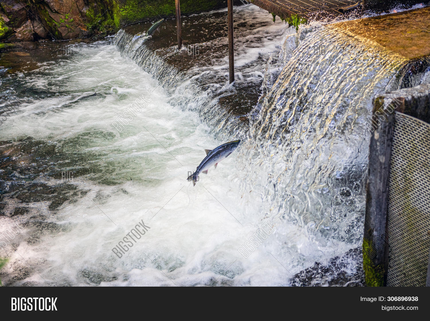 Salmon Jumping Image & Photo (Free Trial) | Bigstock