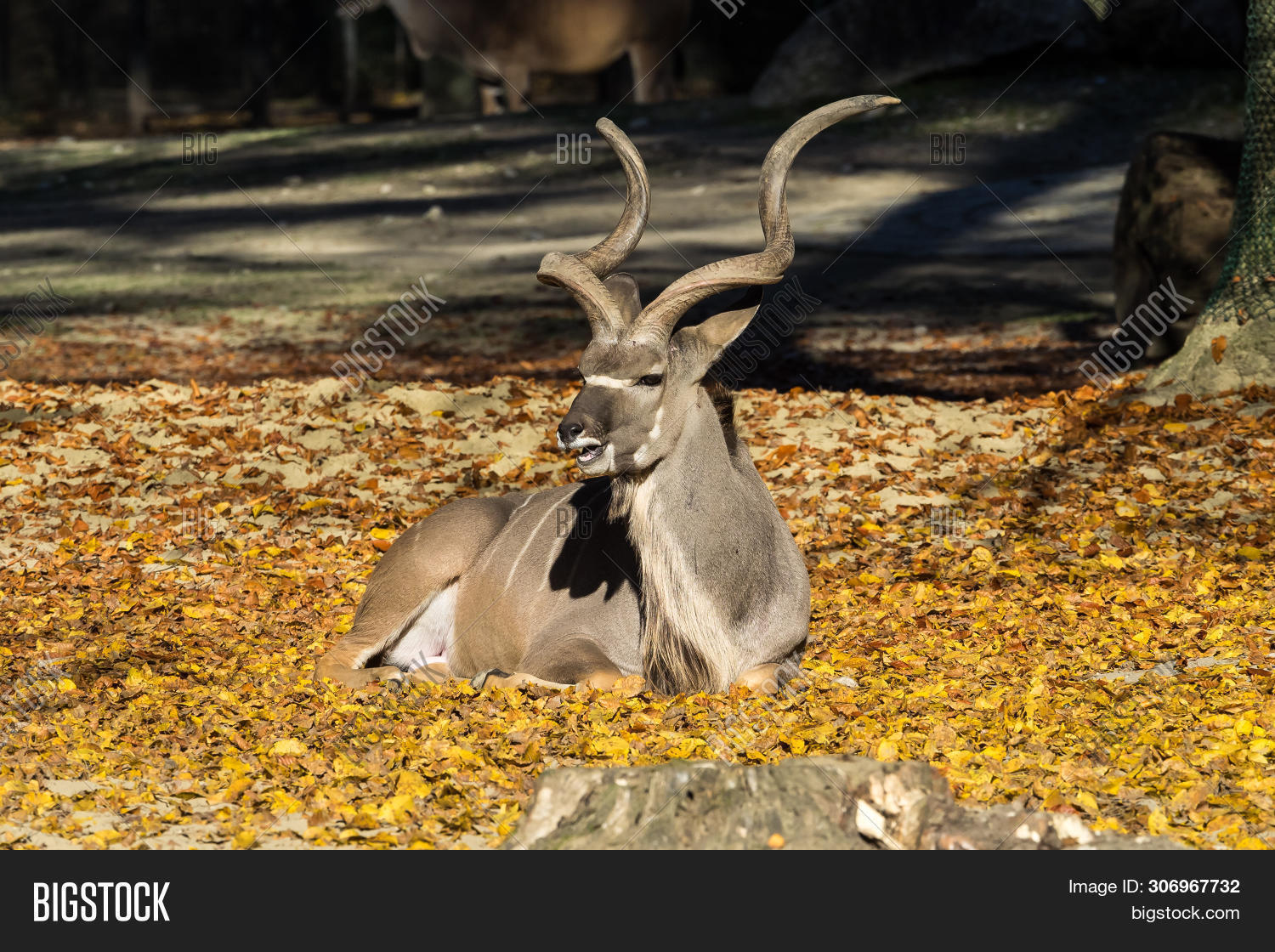 Indian Blackbuck, Image & Photo (Free Trial) | Bigstock