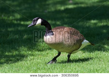 Adult Canada Goose Image & Photo (Free Trial) | Bigstock