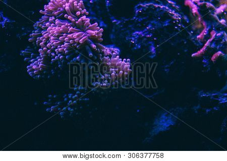 Pink Coral Reef. Image & Photo (Free Trial) | Bigstock