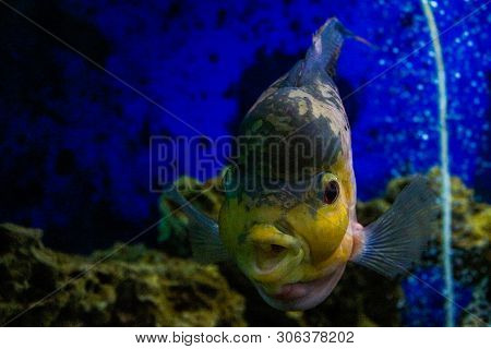 Pink Coral Reef. Image & Photo (Free Trial) | Bigstock