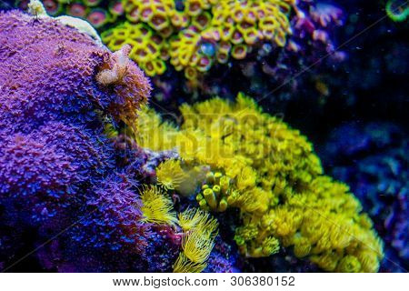 Pink Coral Reef. Image & Photo (Free Trial) | Bigstock
