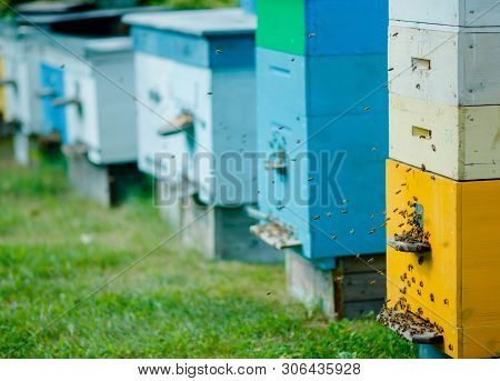Honey Bee Hives Apiary Image & Photo (Free Trial) | Bigstock