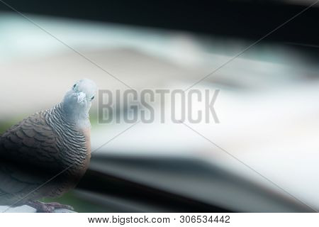 Suspicious Bird. Cute Image & Photo (Free Trial) | Bigstock