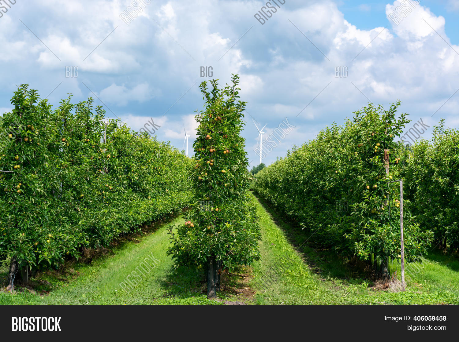 Green Organic Orchards Image & Photo (Free Trial) | Bigstock