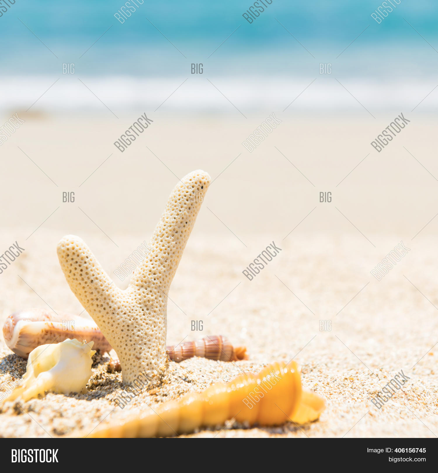 White Coral Shells On Image & Photo (Free Trial) | Bigstock