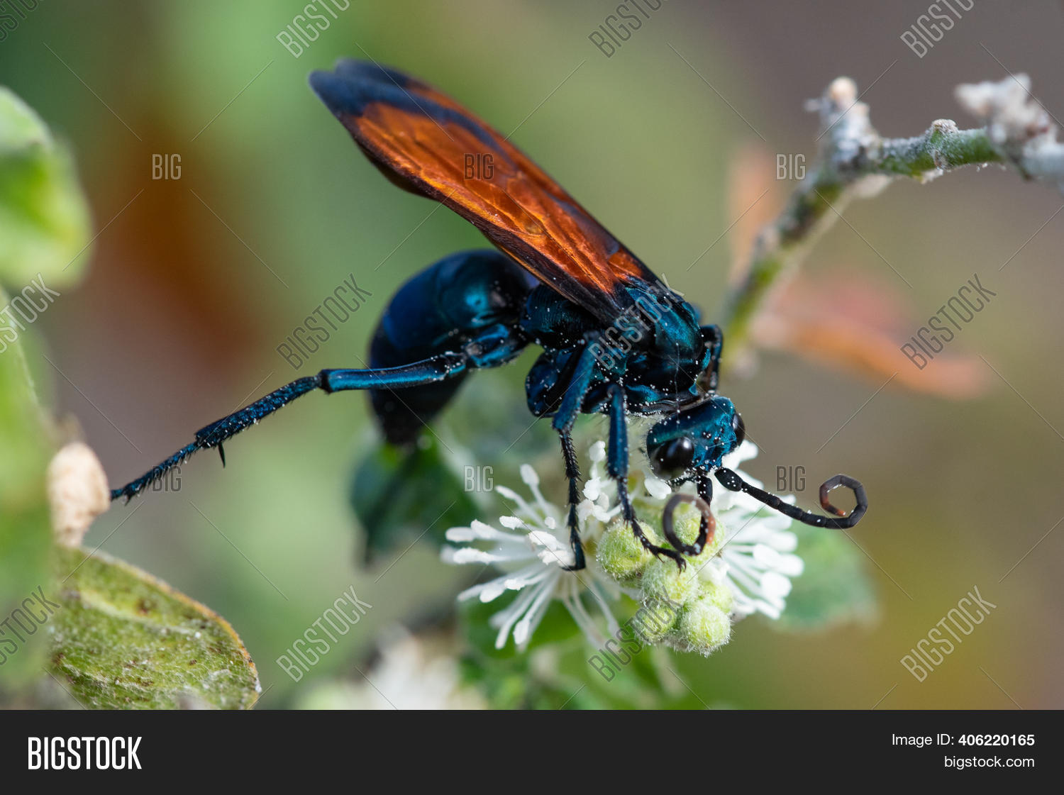 Tarantula-hawk Wasp Image & Photo (Free Trial) | Bigstock