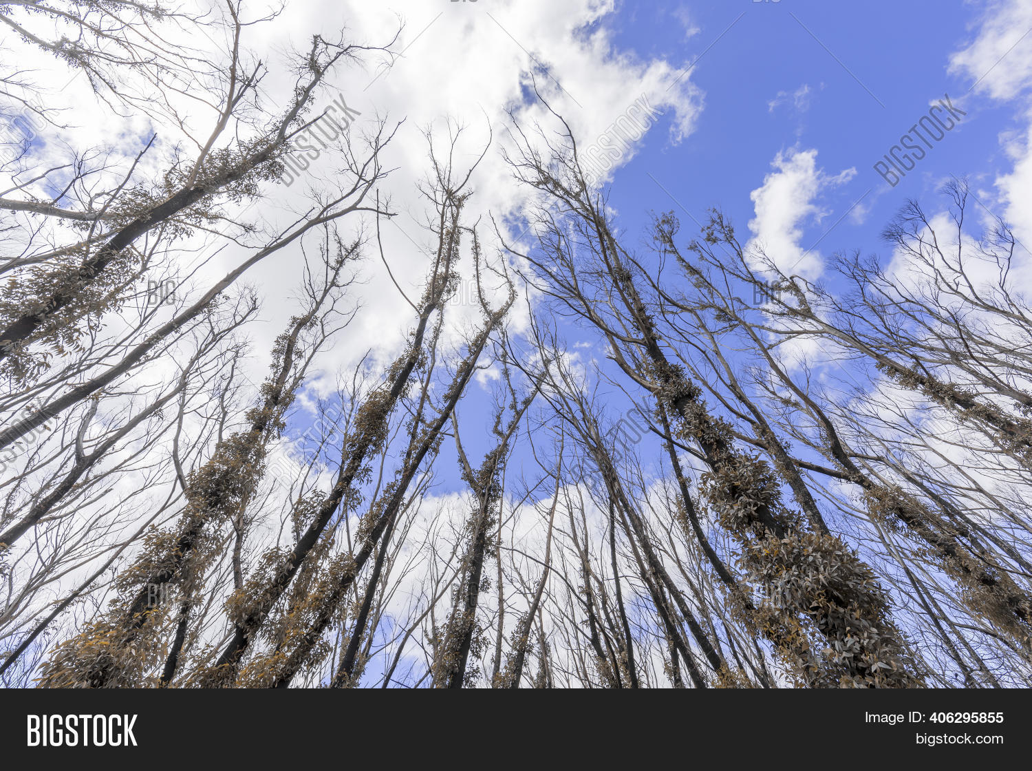 Looking Through Tree Image & Photo (Free Trial) | Bigstock