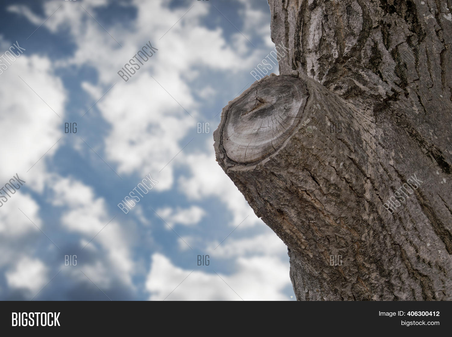 Sawn-down Tree Branch Image & Photo (Free Trial) | Bigstock