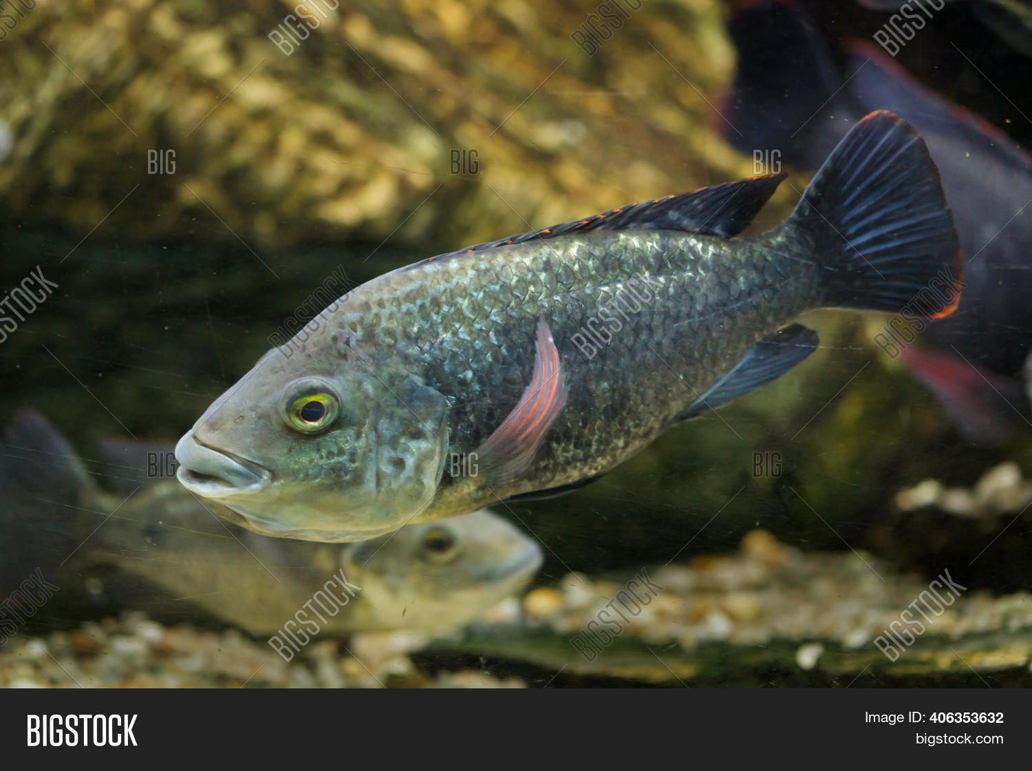Angolan Tilapia ( Image & Photo (Free Trial) | Bigstock