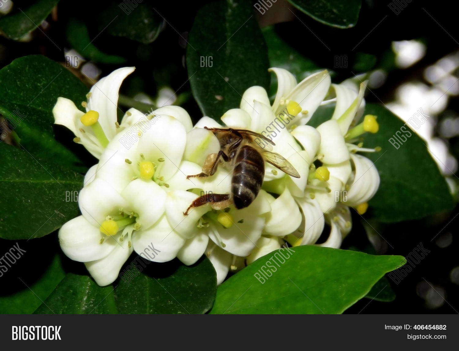 Bee Picking Nectar Image & Photo (Free Trial) | Bigstock