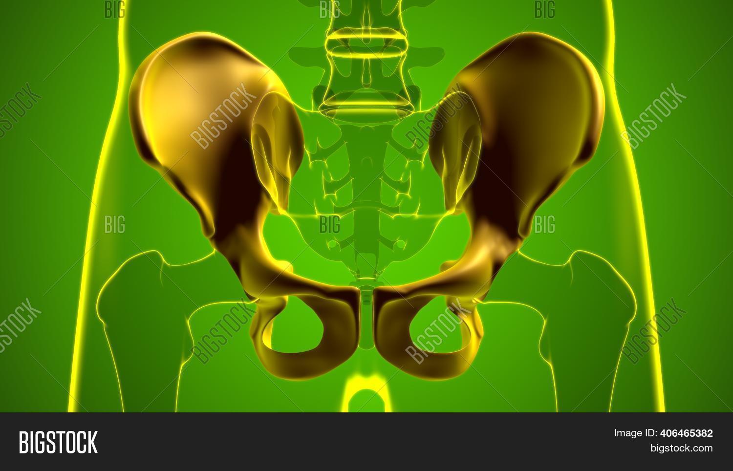 Human Skeleton Hip Image & Photo (Free Trial) | Bigstock