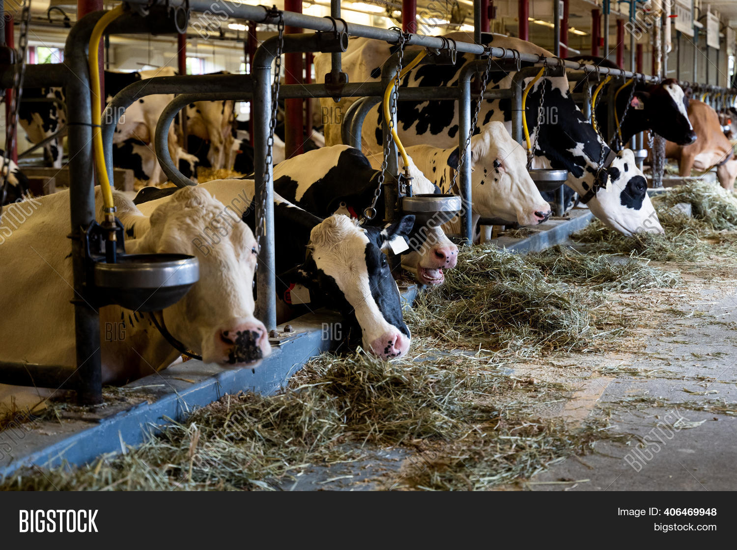 Chained, Milking Cows Image & Photo (Free Trial) | Bigstock