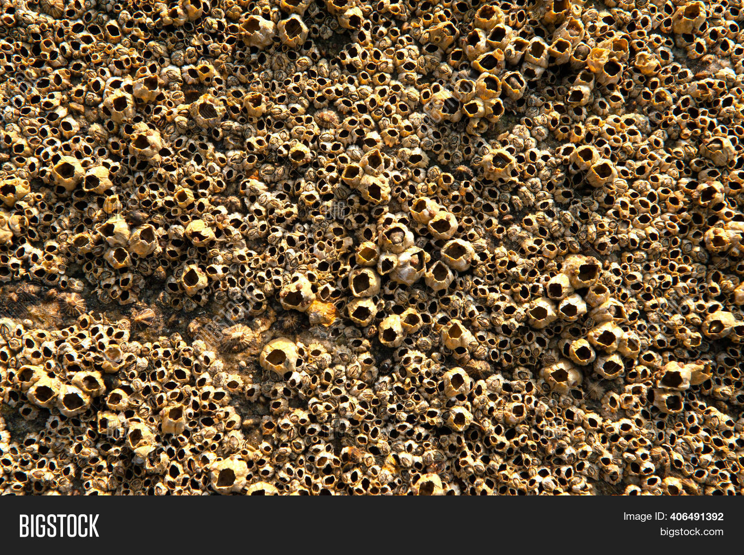 Closeup View Barnacles Image & Photo (Free Trial) | Bigstock