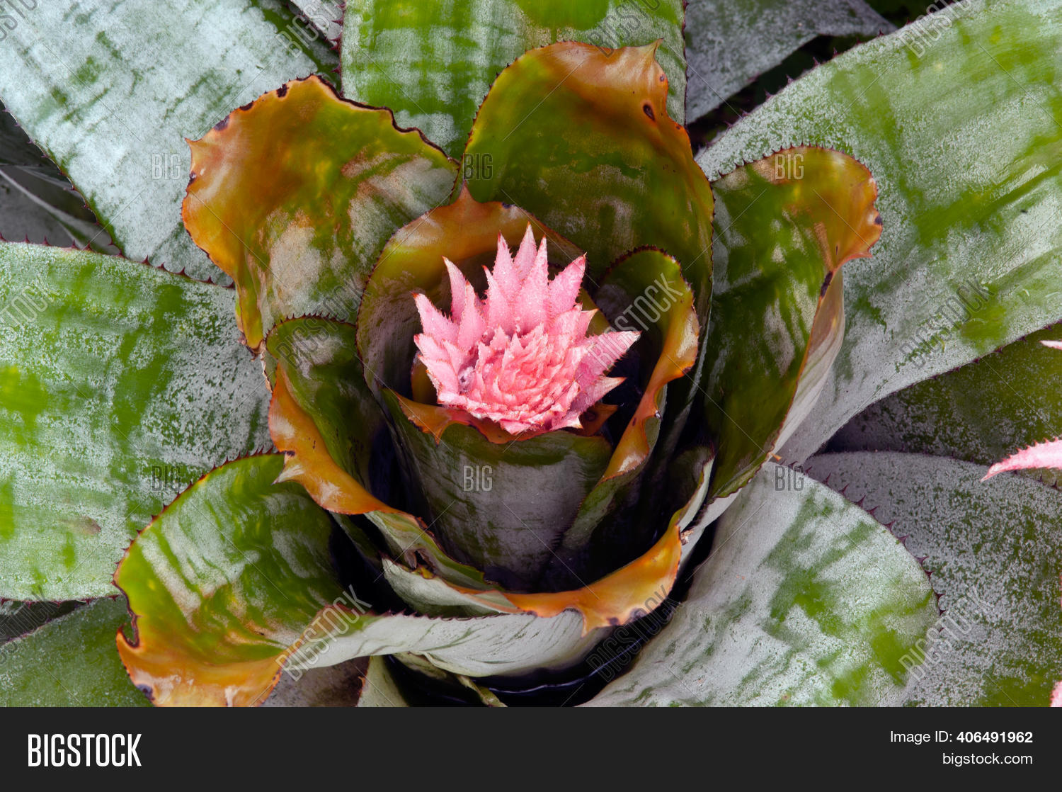Pink Bromeliad Flower Image & Photo (Free Trial) | Bigstock