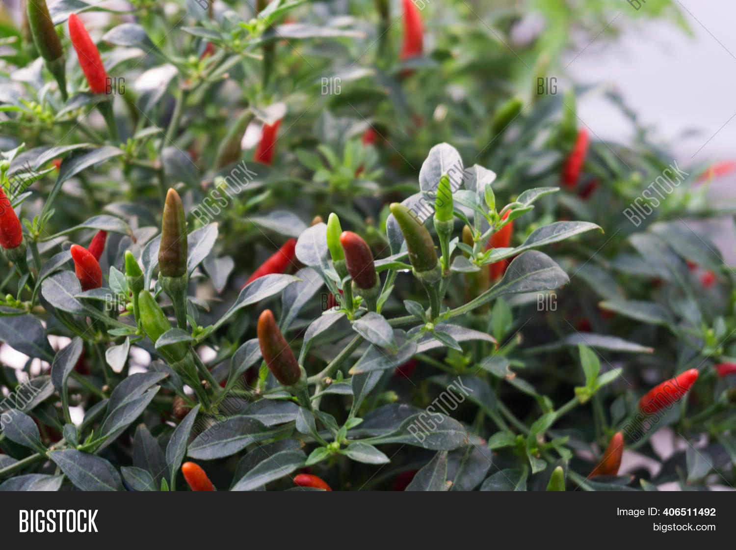 Chilli Tree Full Red Image & Photo (Free Trial) | Bigstock