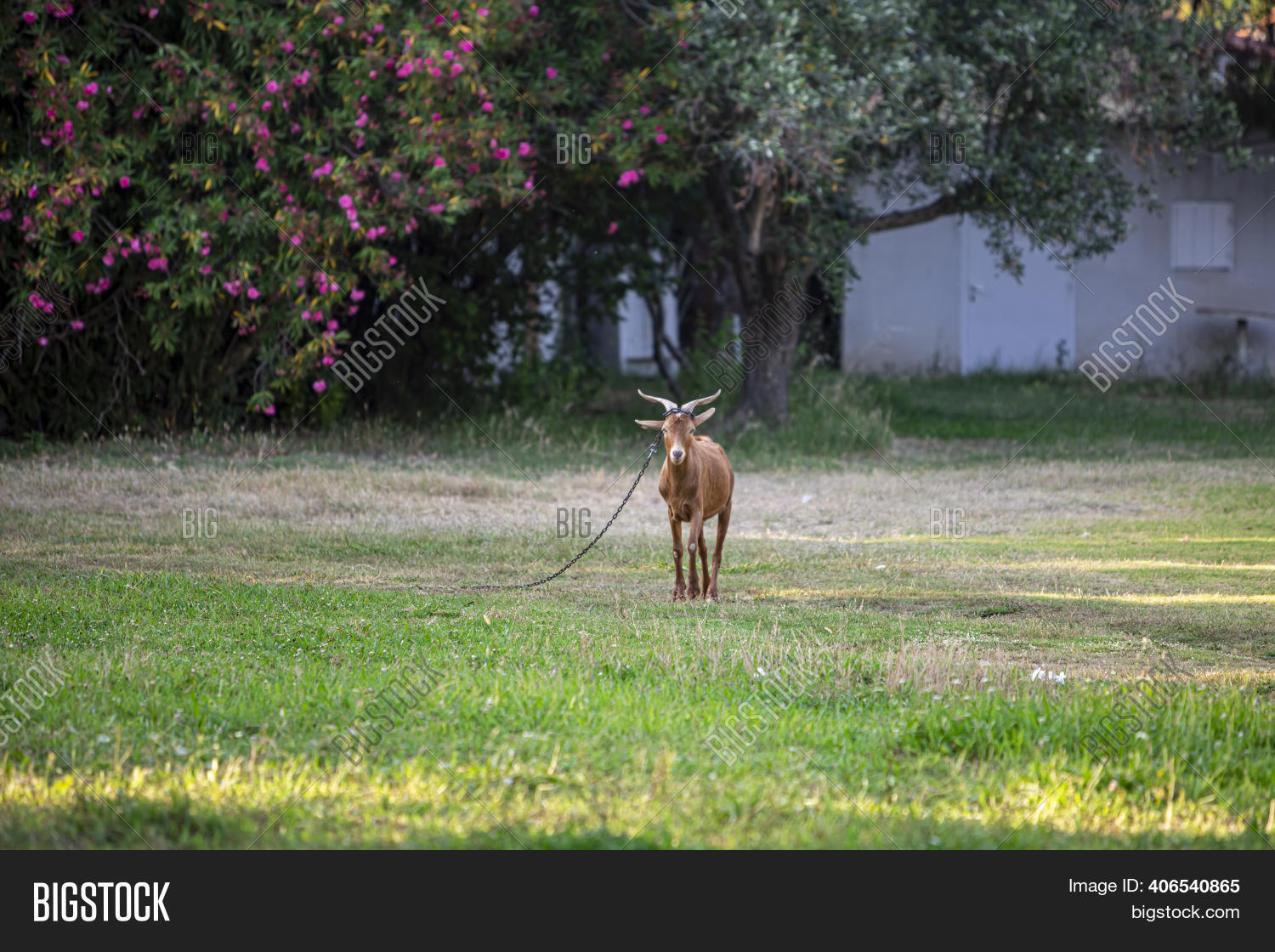 Billy Goat Tied Chain Image & Photo (Free Trial) | Bigstock