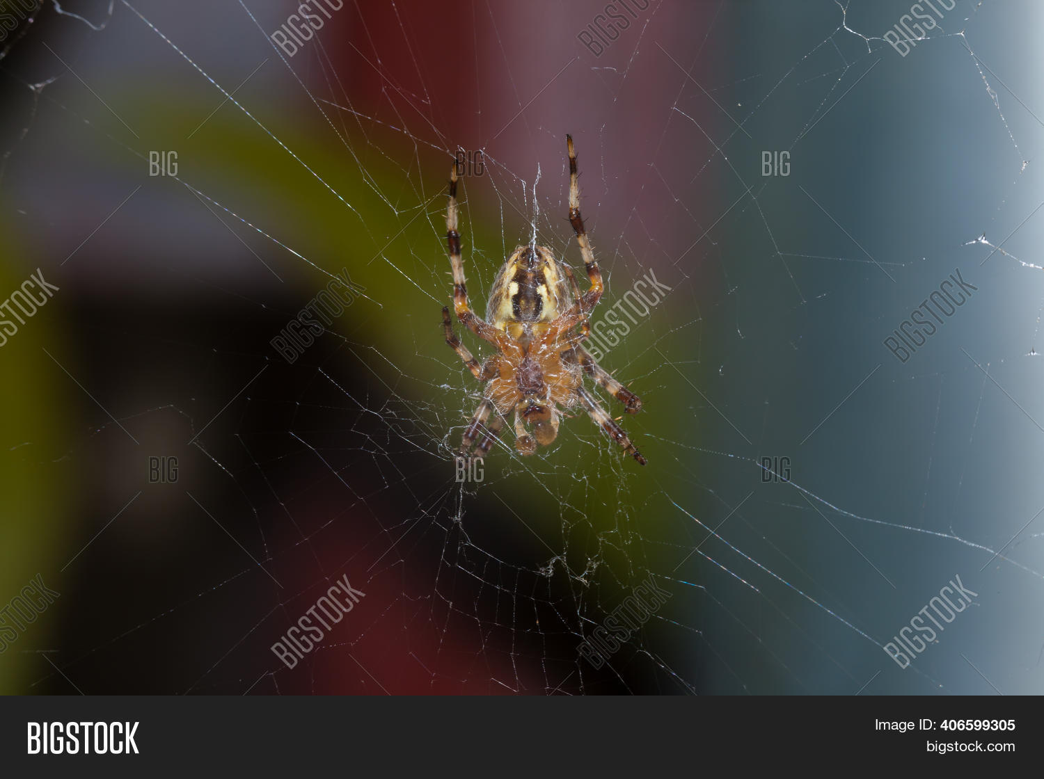 Lower Part Spider. Image & Photo (Free Trial) | Bigstock