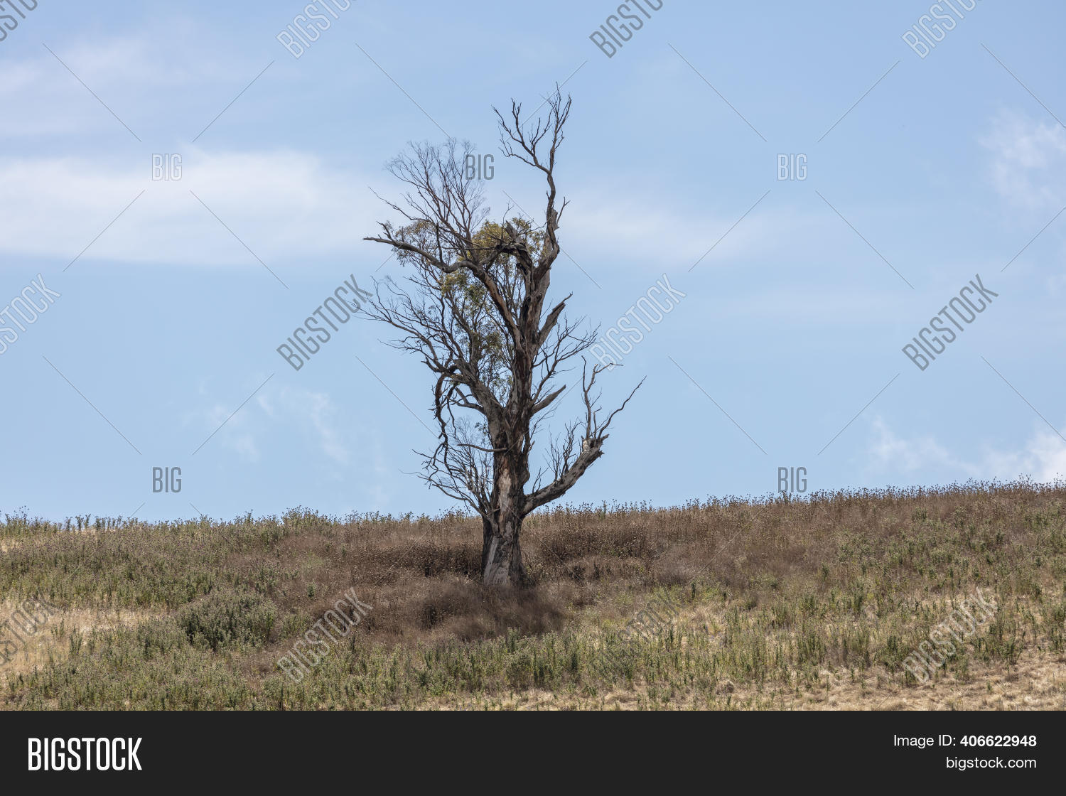 Large Gum Tree Image & Photo (Free Trial) | Bigstock