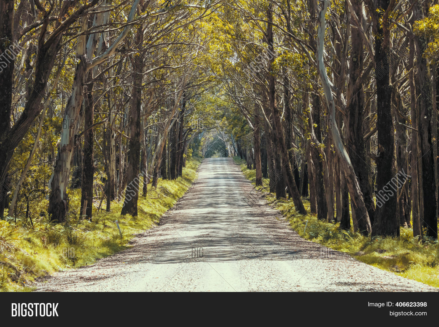 Long Dirt Road Forest Image & Photo (Free Trial) | Bigstock