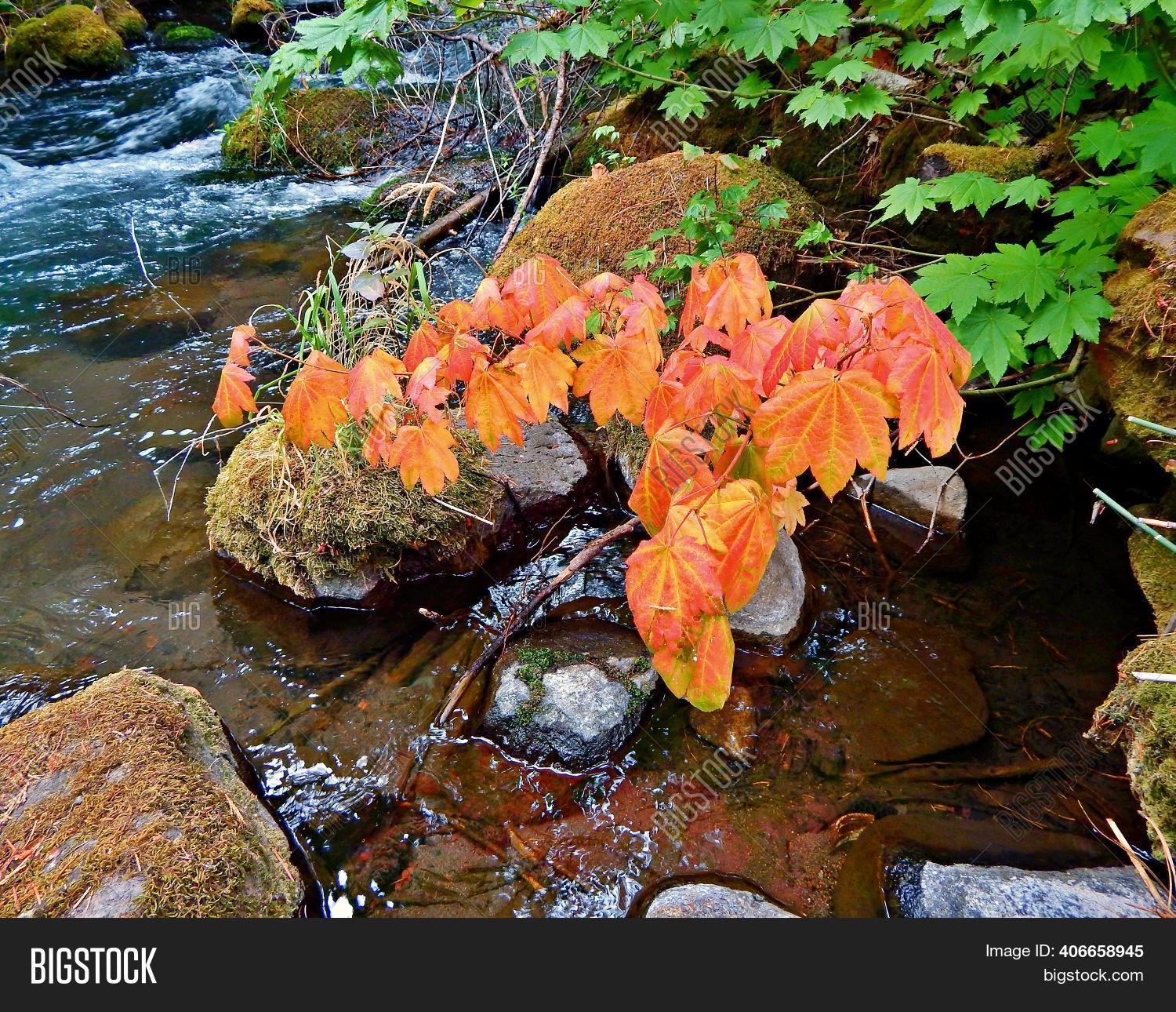 Color Creek - Fall Image & Photo (Free Trial) | Bigstock