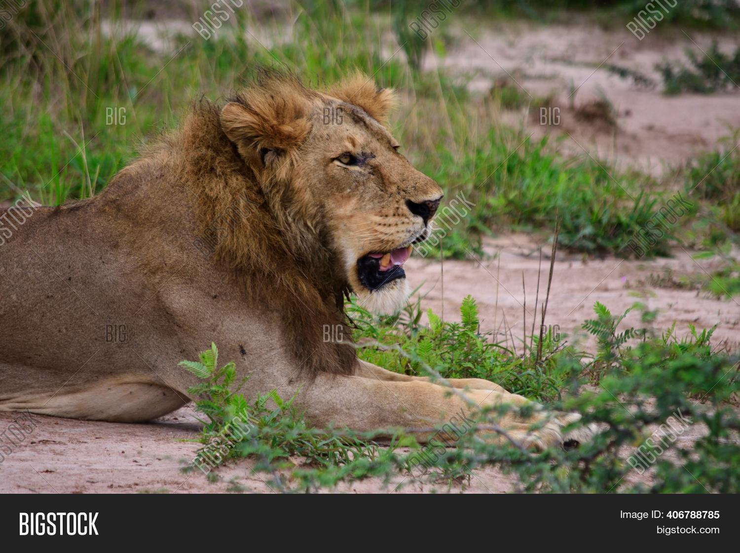 Relaxed Lion Looks Out Image & Photo (Free Trial) | Bigstock