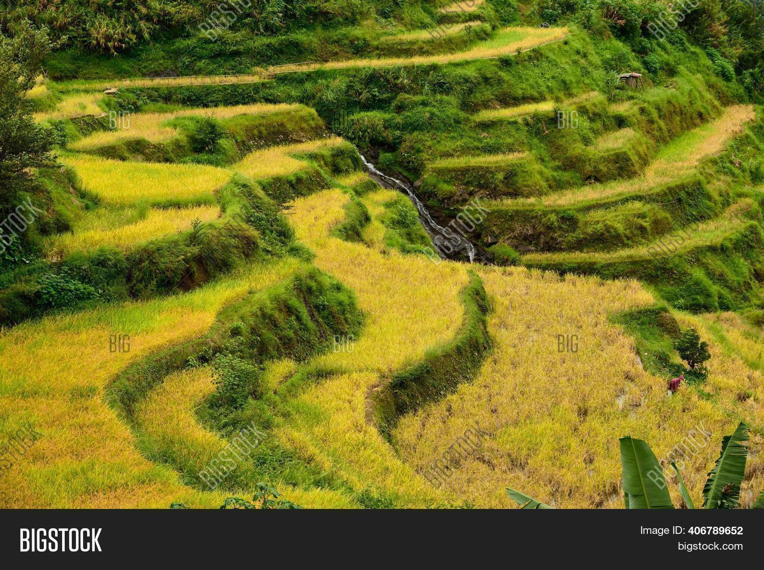 Rice Terraces Mountain Image & Photo (Free Trial) | Bigstock