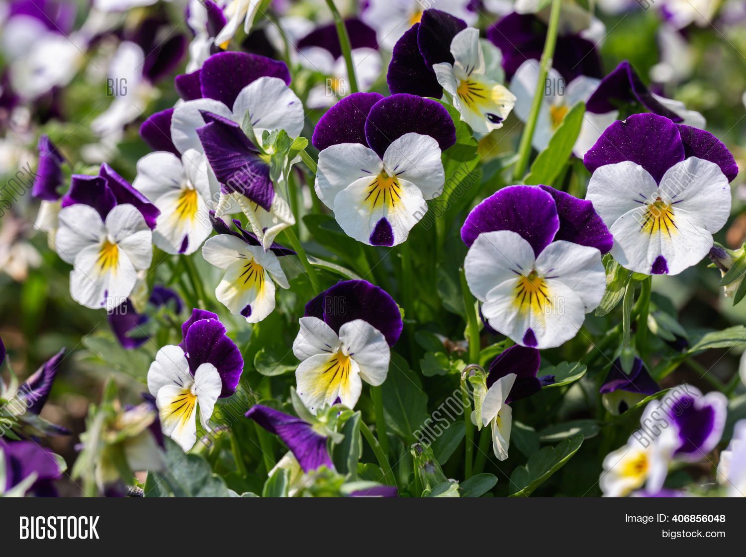 Viola Flower. Flower Image & Photo (Free Trial) | Bigstock