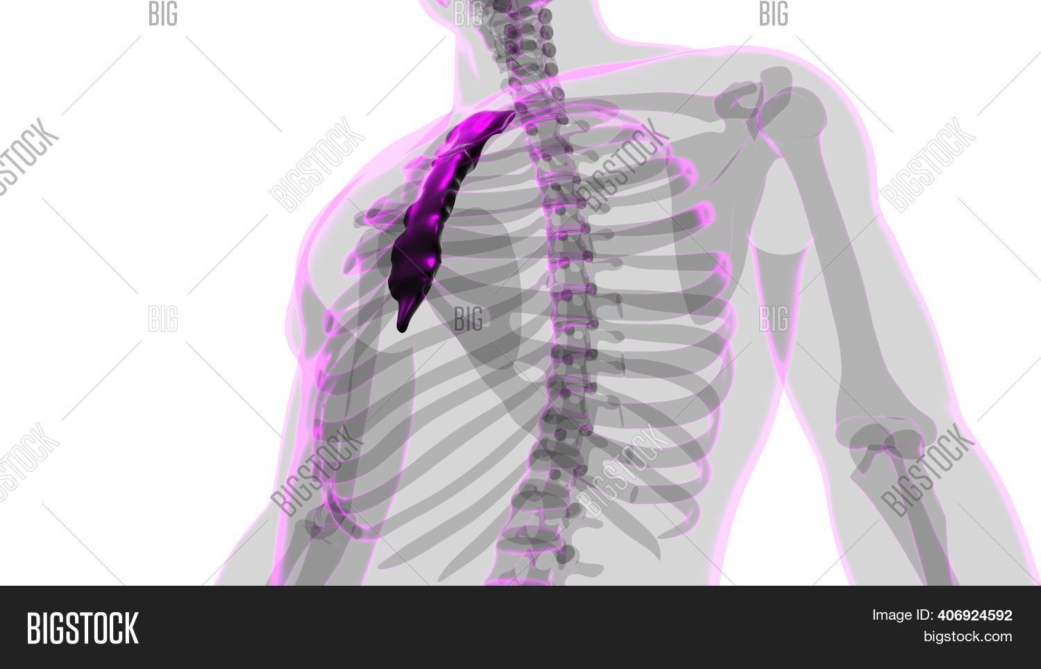 Human Skeleton Sternum Image & Photo (Free Trial) | Bigstock