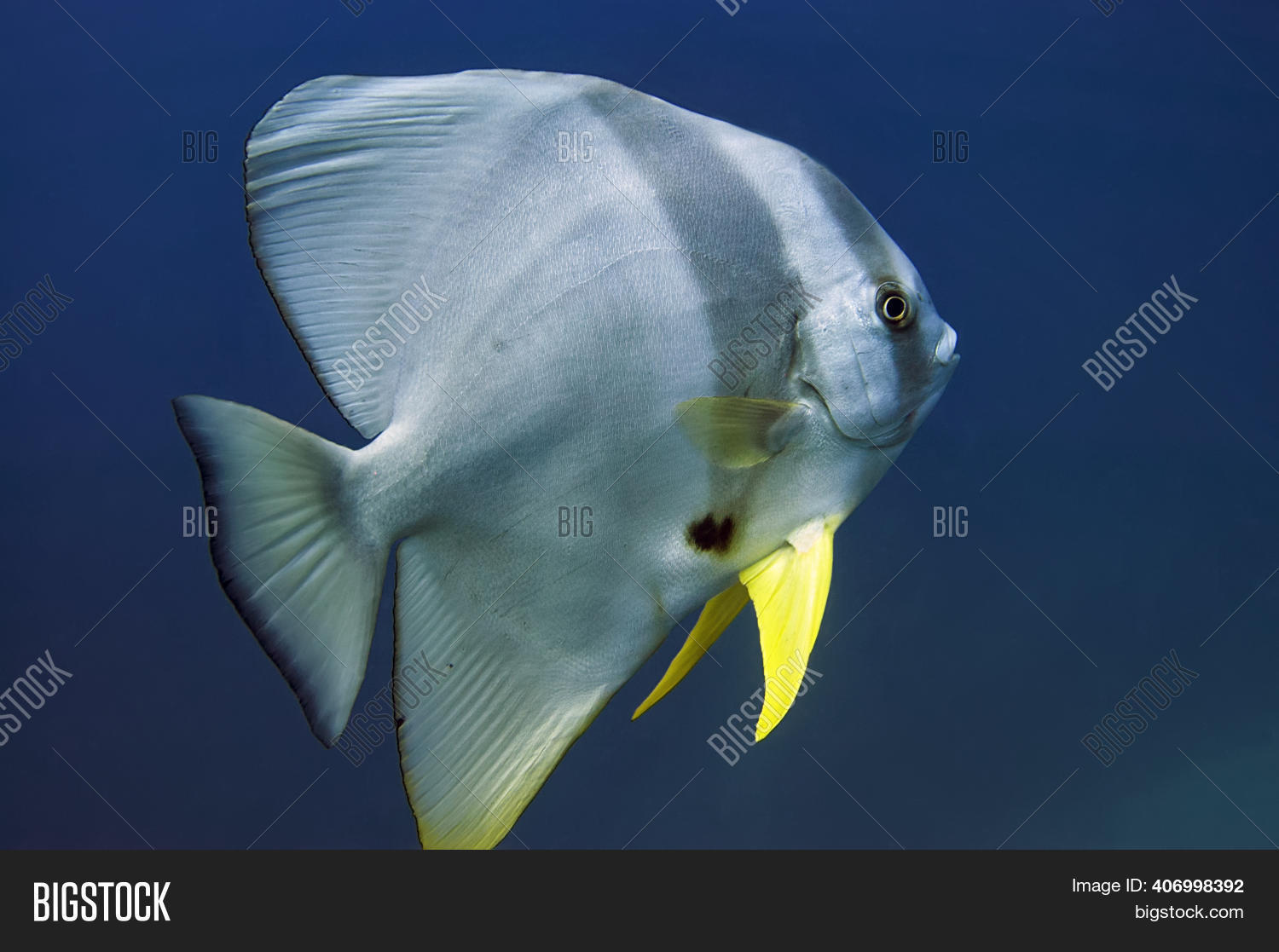 Solitary Batfish Large Image & Photo (Free Trial) | Bigstock