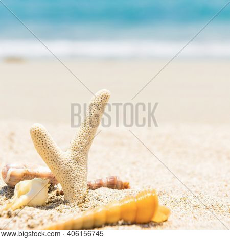 White Coral Shells On Image & Photo (Free Trial) | Bigstock