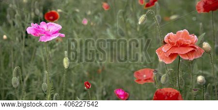 Panoramic View Poppy Image & Photo (Free Trial) | Bigstock