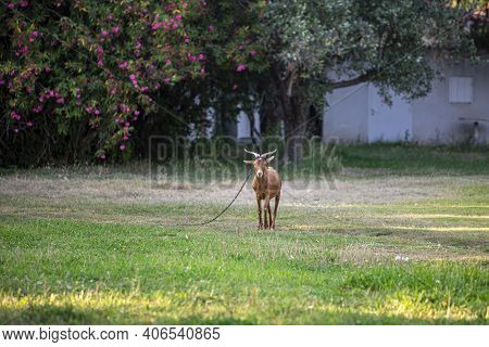 Billy Goat Tied Chain Image & Photo (Free Trial) | Bigstock