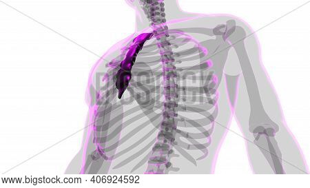 Human Skeleton Sternum Image & Photo (Free Trial) | Bigstock