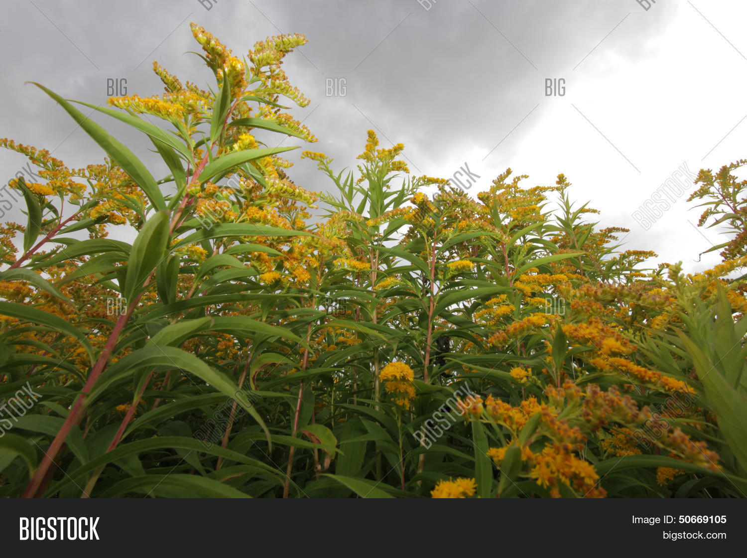 Yellow Buddleja Image & Photo (Free Trial) | Bigstock