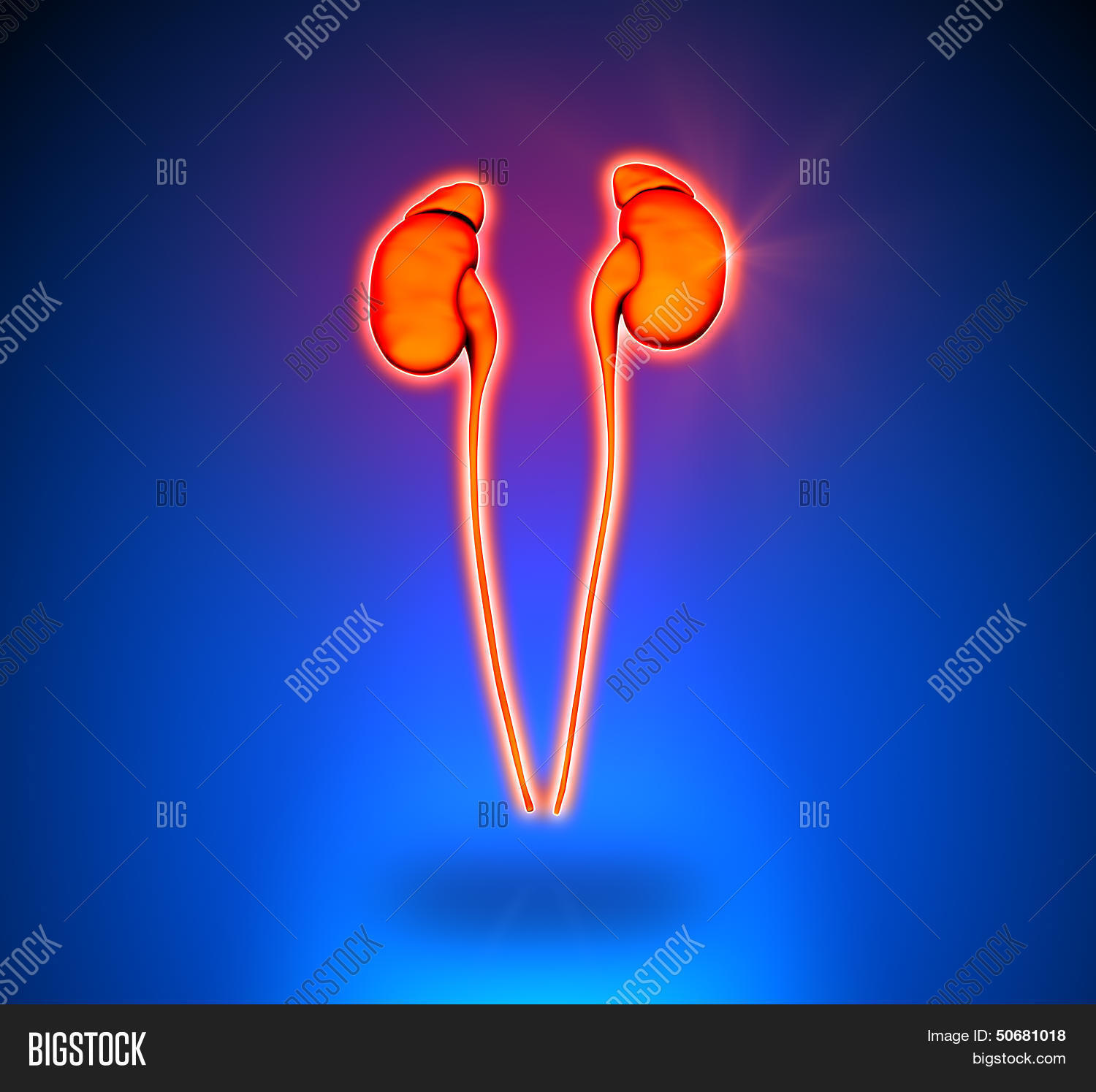 Kidneys - Internal Image & Photo (Free Trial) | Bigstock