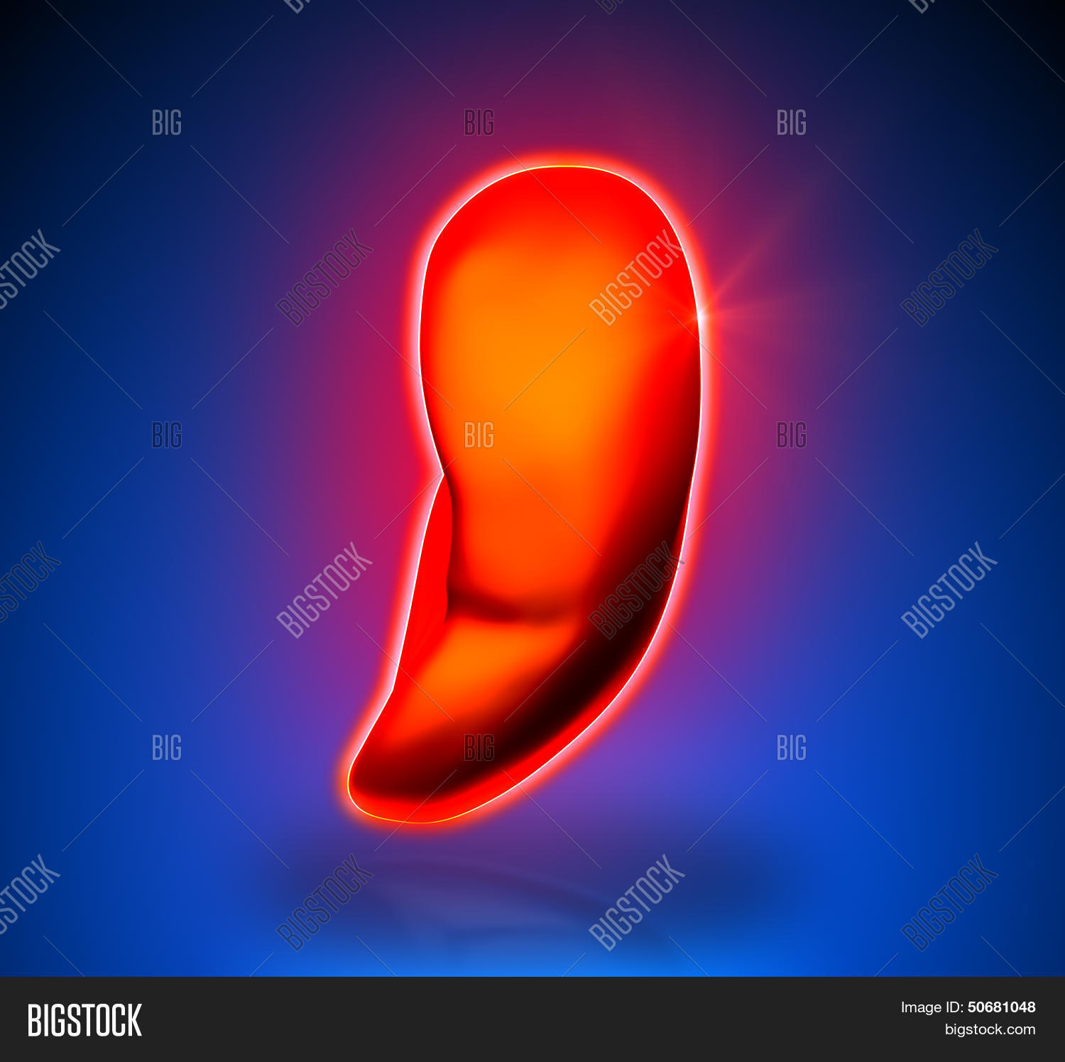 Spleen - Internal Image & Photo (Free Trial) | Bigstock