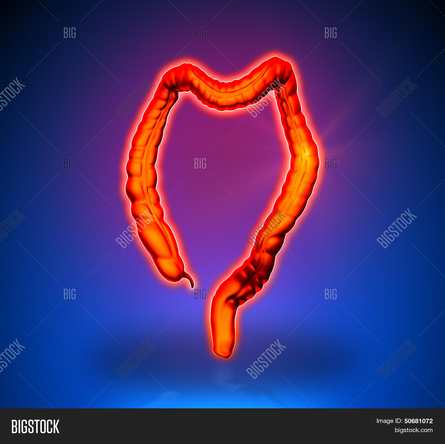 Colon - Internal Image & Photo (Free Trial) | Bigstock