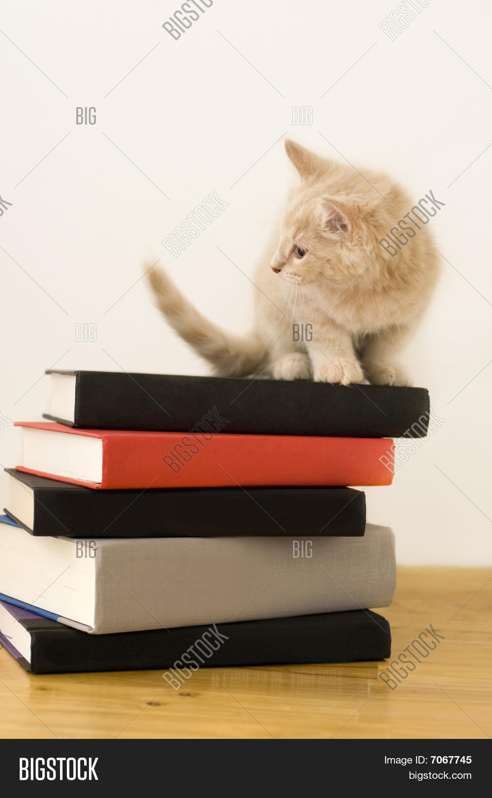 Cat On Stack Books Image & Photo (Free Trial) | Bigstock